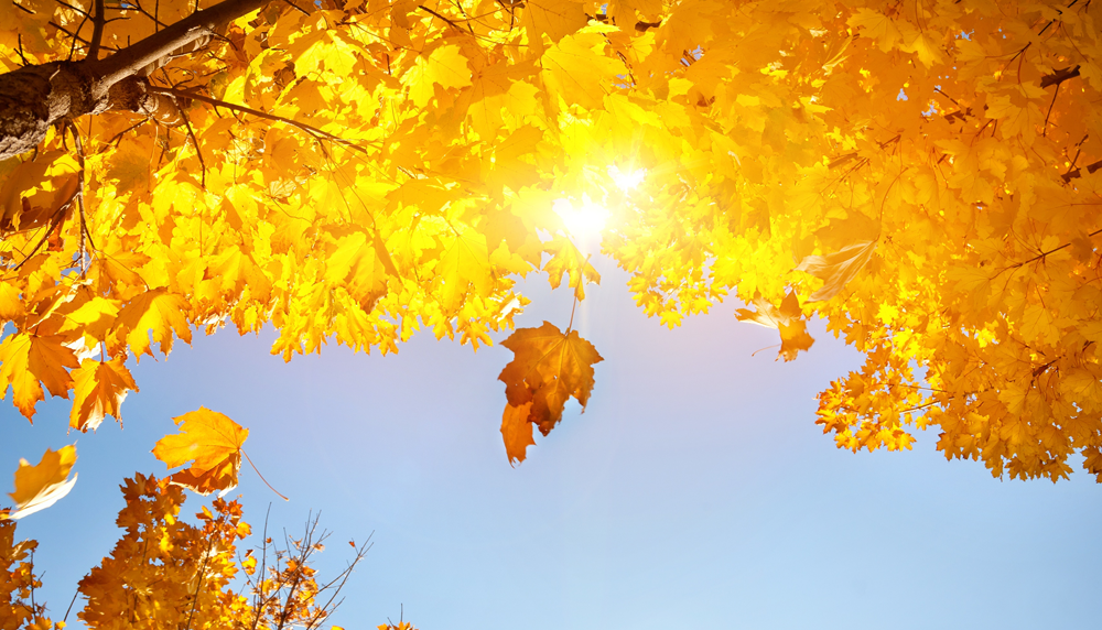 10 Great Reasons To Love The Fall Season : ObesityHelp